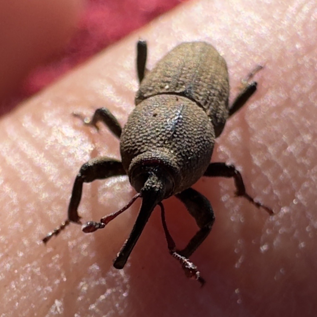Bluegrass Billbug in March 2024 by nightsilk · iNaturalist