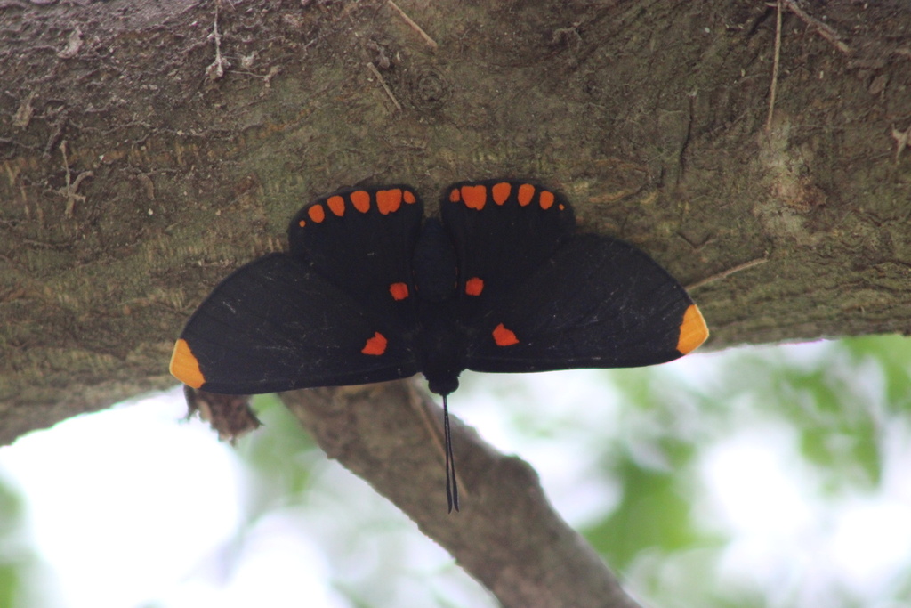 Red-bordered Pixie from Butterfly Park Dr, Mission, TX, US on March 30 ...