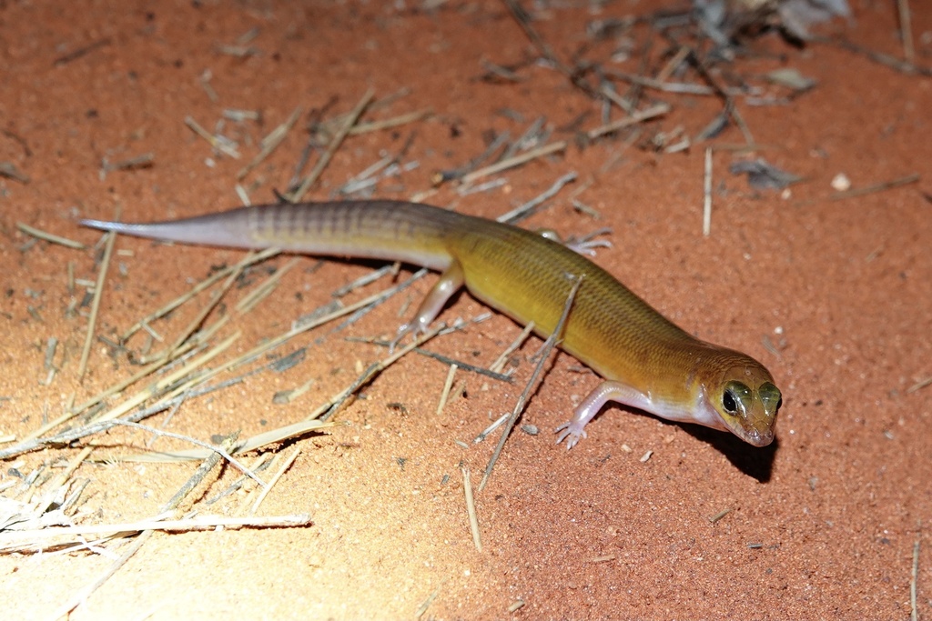 Ghost Skink from Yulara, NT, AU on March 25, 2024 at 08:35 PM by ...