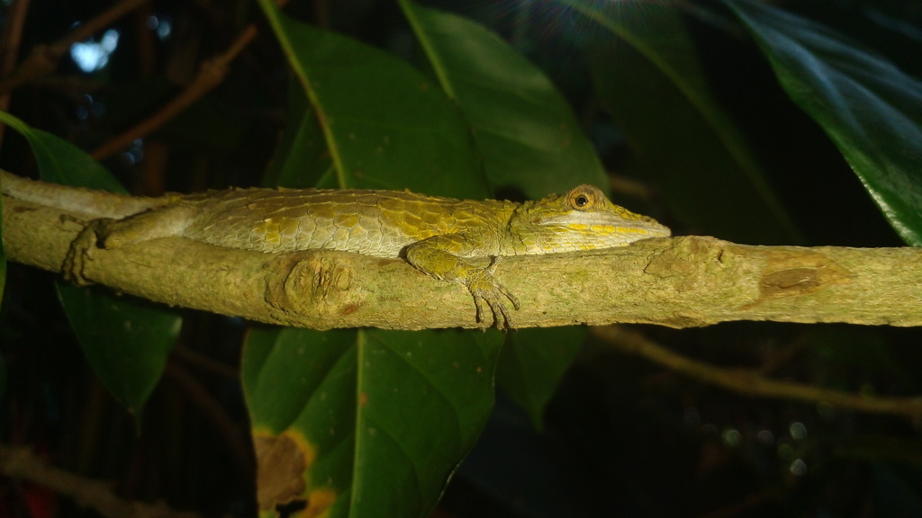 Pygmy Lizard in March 2024 by Goshitha Supesha Gunarathne. female ...