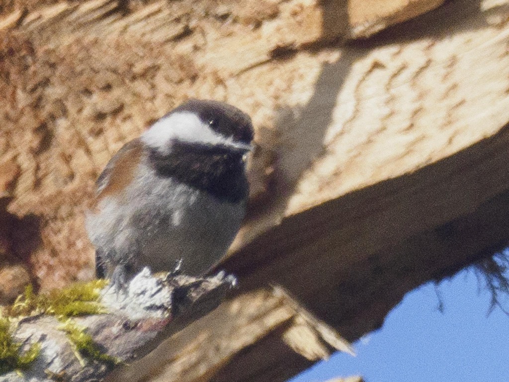 Chestnut-backed Chickadee from Tumwater, WA, USA on March 30, 2024 at ...