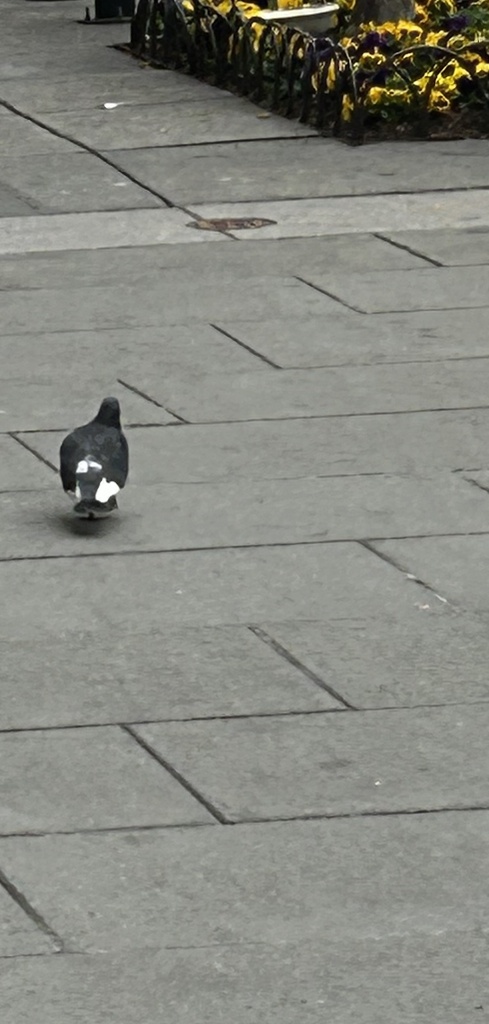 Feral Pigeon from 17th St NW, Washington, DC, US on March 30, 2024 at ...