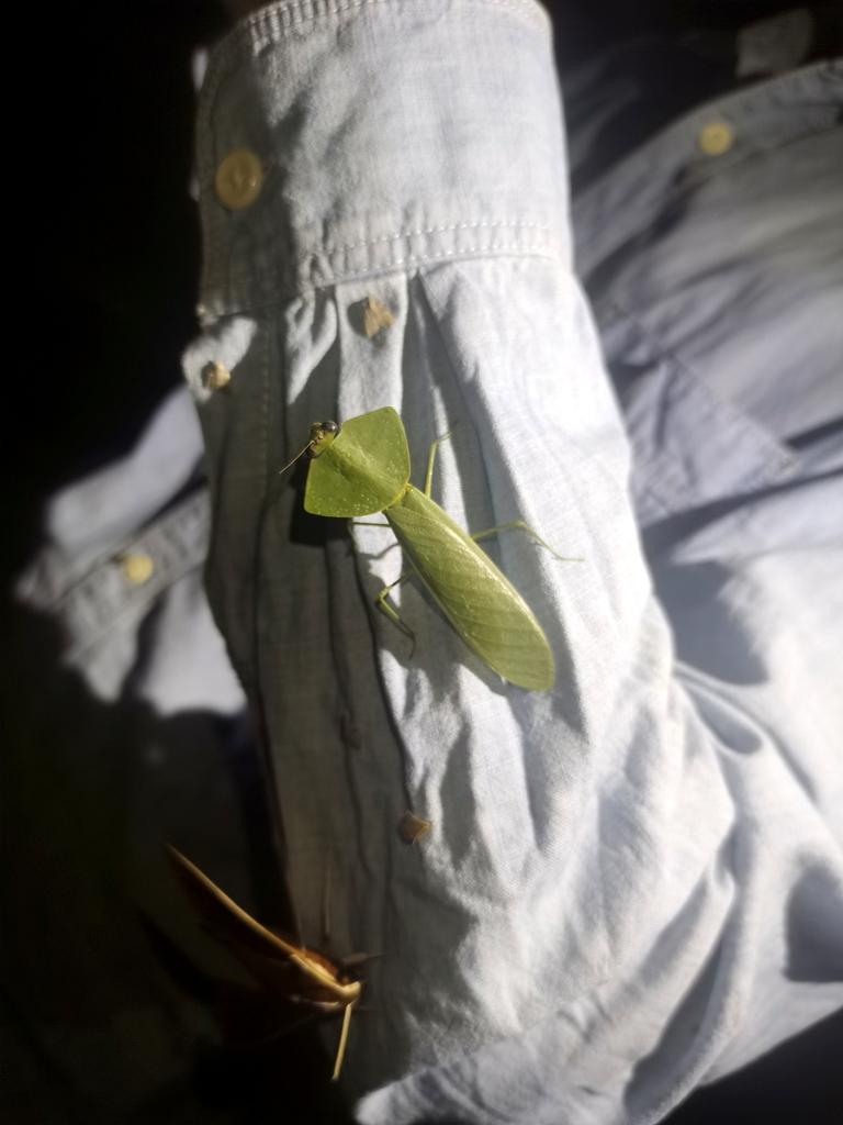 Chinese Shield Mantis in March 2024 by shaoyuzhang · iNaturalist