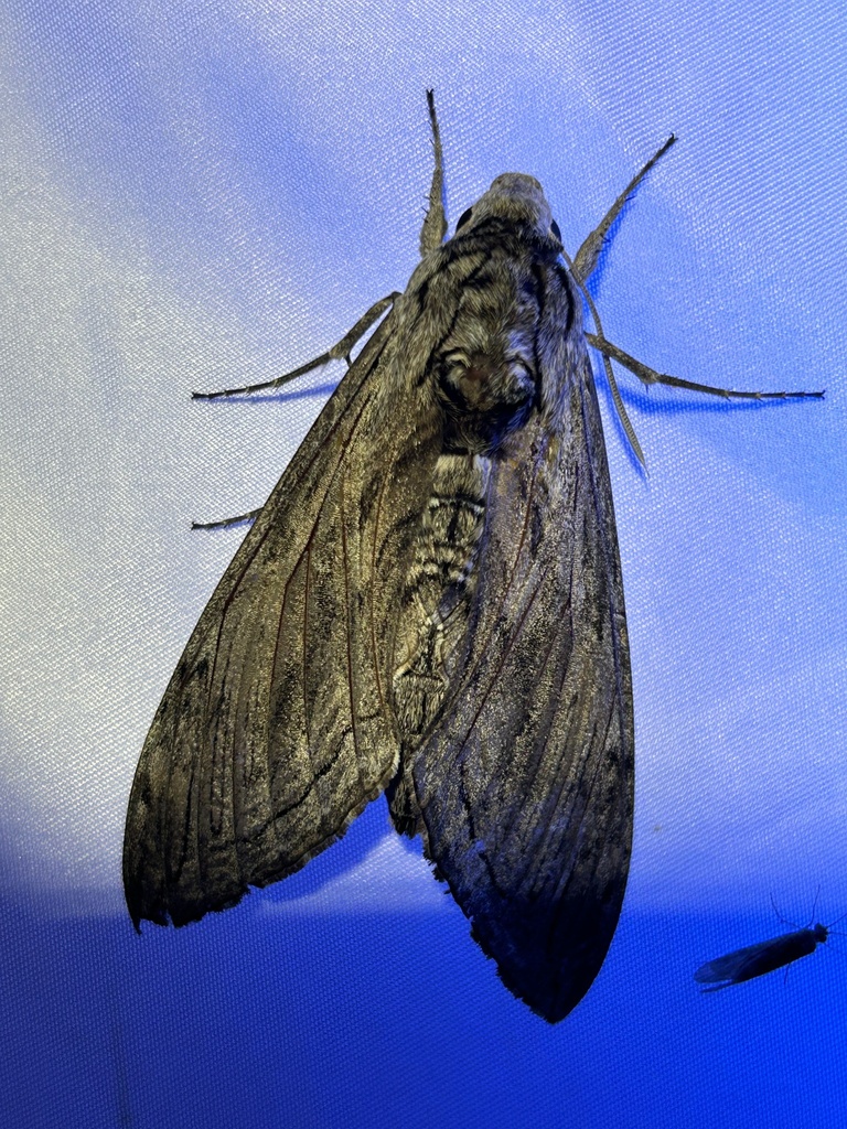 Five-spotted Hawk Moth from Lewisville, TX, US on March 30, 2024 at 09: ...