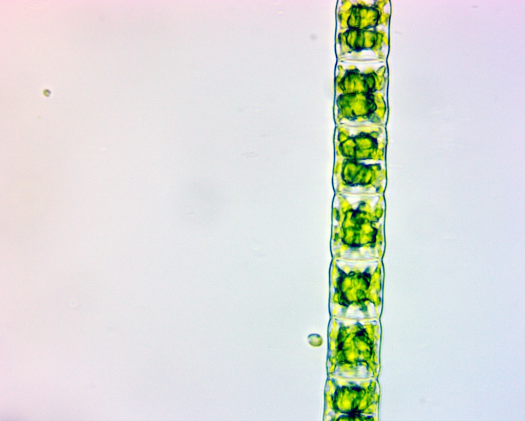 Hyalotheca from Lacey Township, NJ, USA on March 30, 2024 by Lena ...