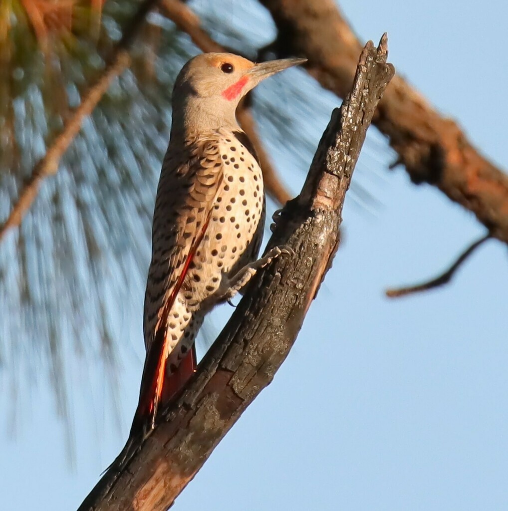 Mexican Red-shafted Flicker from Zapopan, Jal., México on March 30 ...