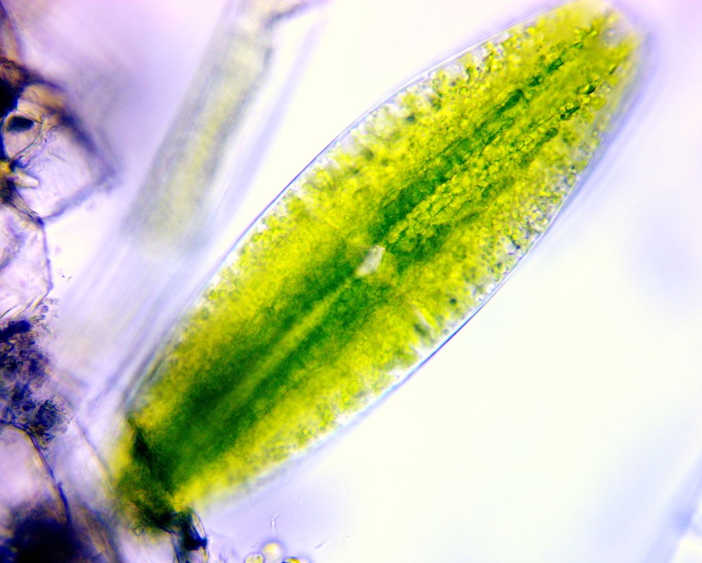 Netrium digitus from Lacey Township, NJ, USA on March 30, 2024 by Lena ...