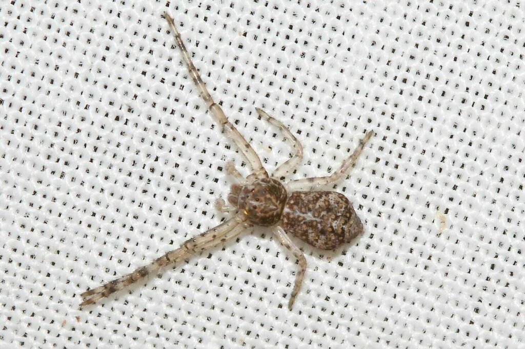 Octopus Spiders from Woods Bushland Reserve, Tuerong VIC 3915 ...