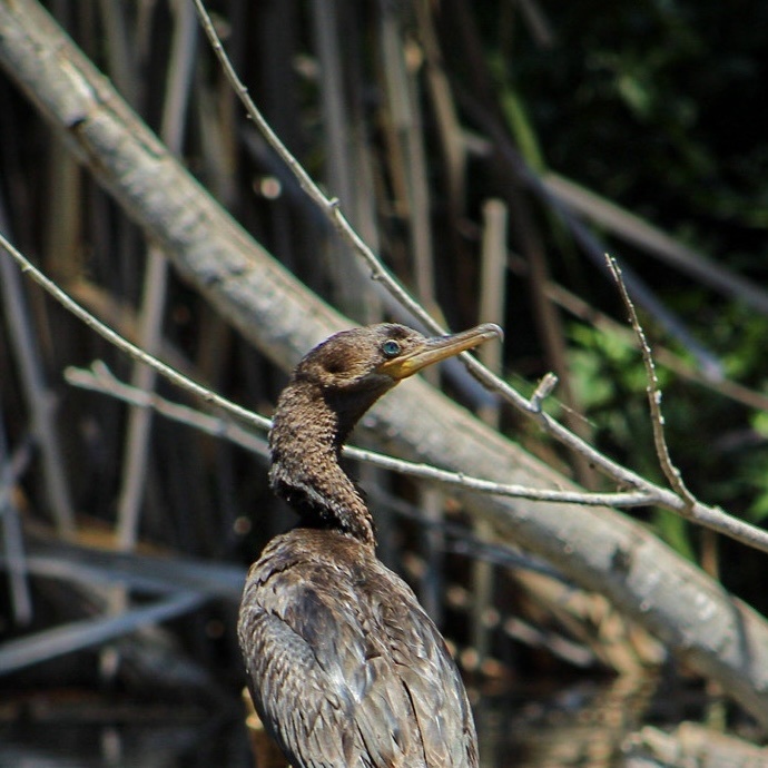 Cormorán Neotropical desde Hidalgo, Tamps., MX el 30 de marzo de 2024 a ...