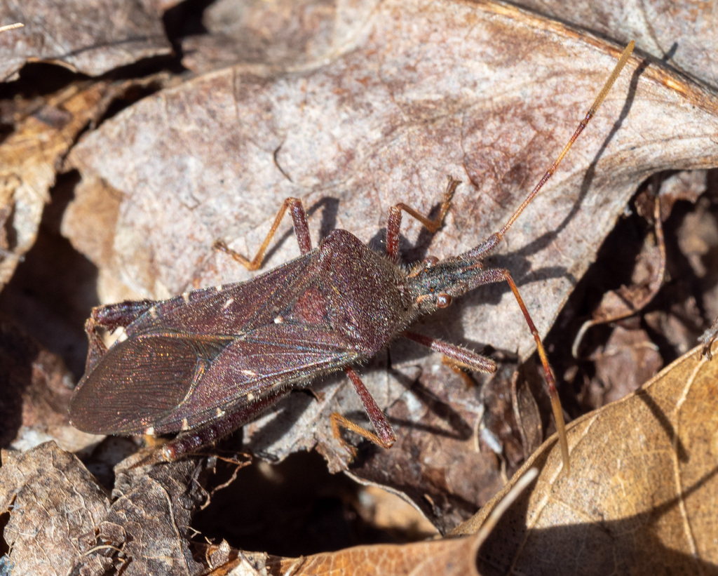 Northern Leaf-footed Bug from Kettering, MD 20774, USA on March 30 ...