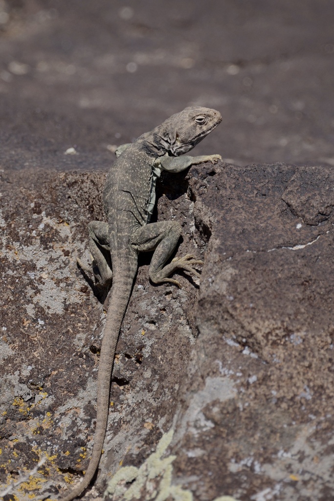 Eastern Collared Lizard from Rio Grande del Norte National Monument ...