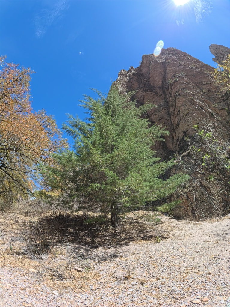 cedar of Goa from Nuevo Ideal, Dgo., MX on March 30, 2024 at 01:33 PM ...