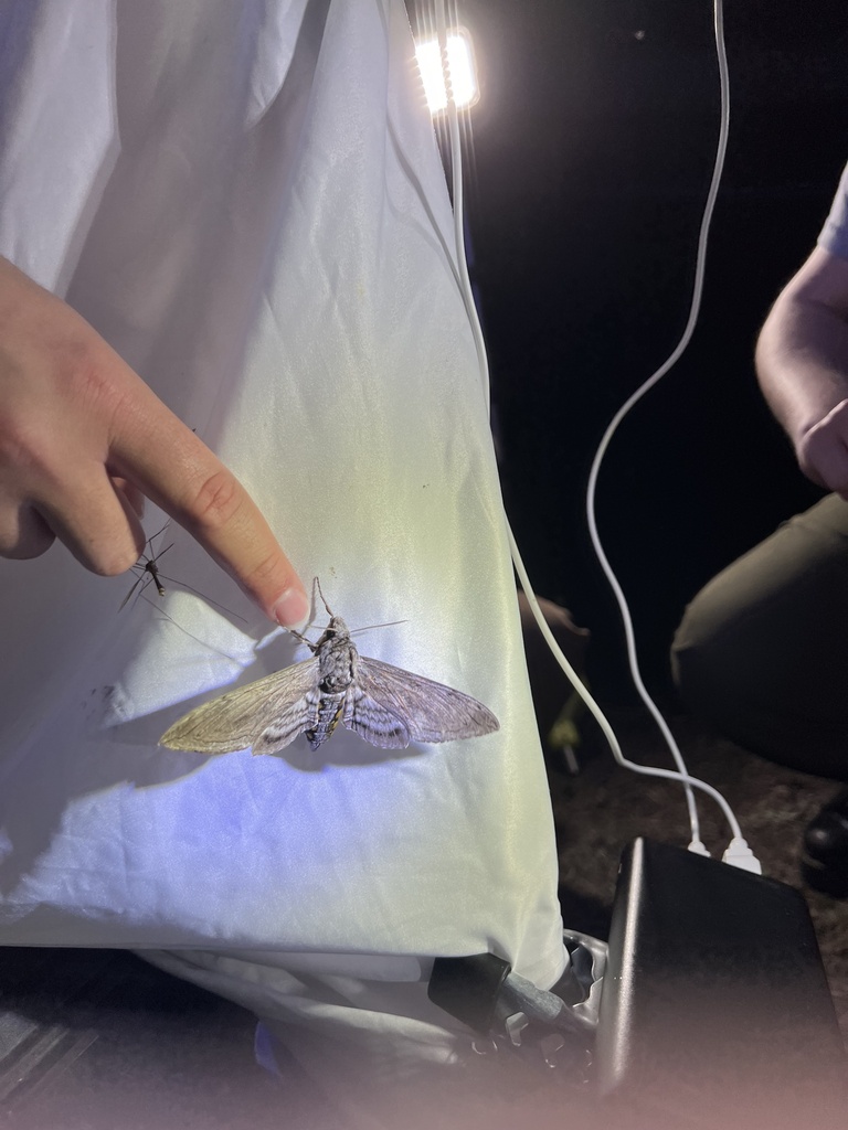 Five-spotted Hawk Moth from Lewisville, TX, US on March 30, 2024 at 08: ...