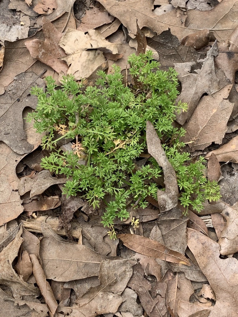 common soliva from CR-794, Alvin, TX, US on March 30, 2024 at 12:23 PM ...