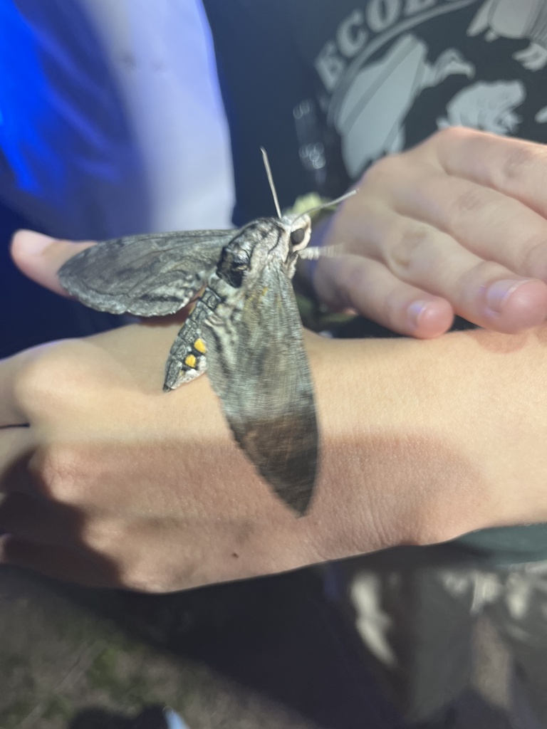 Five-spotted Hawk Moth from Lewisville, TX, US on March 30, 2024 at 09: ...
