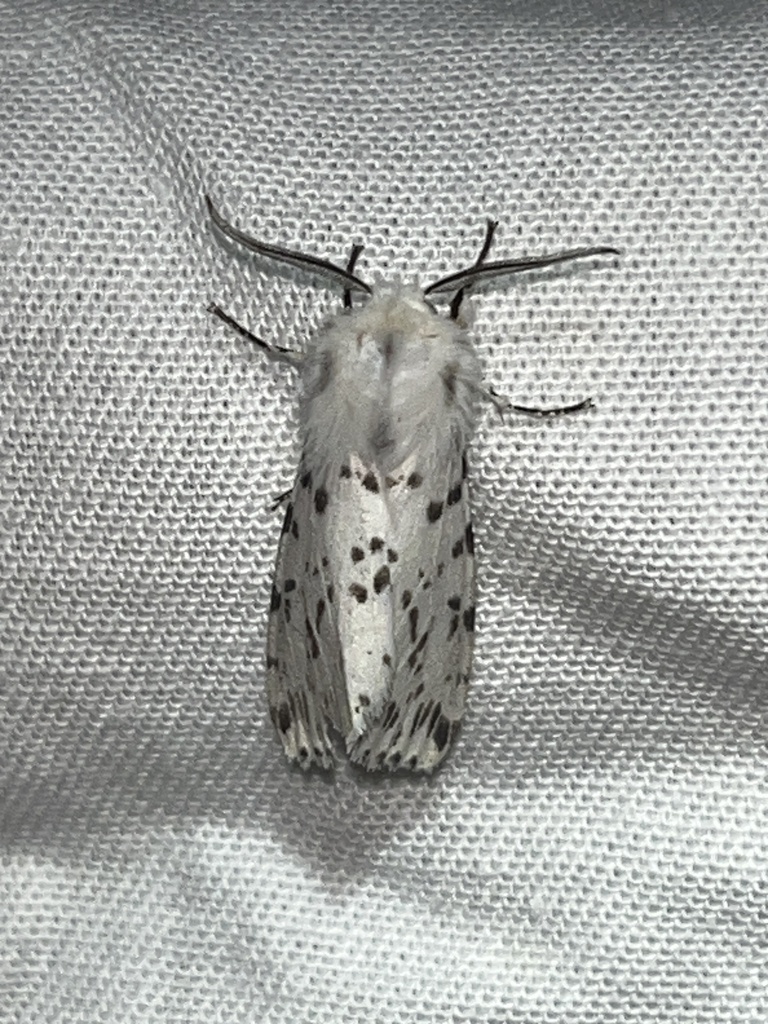 Fall Webworm Moth from Vieux Jacquet Rd, Broussard, LA, US on March 30 ...