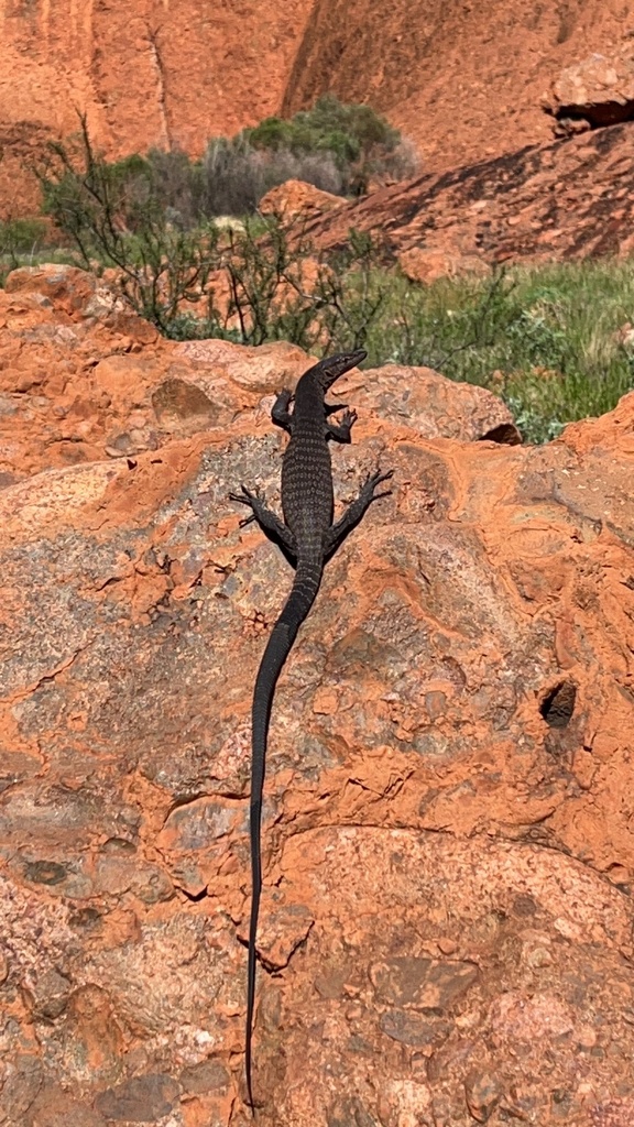 Black-headed Monitor from Uluṟu-Kata Tjuṯa National Park, Petermann, NT ...
