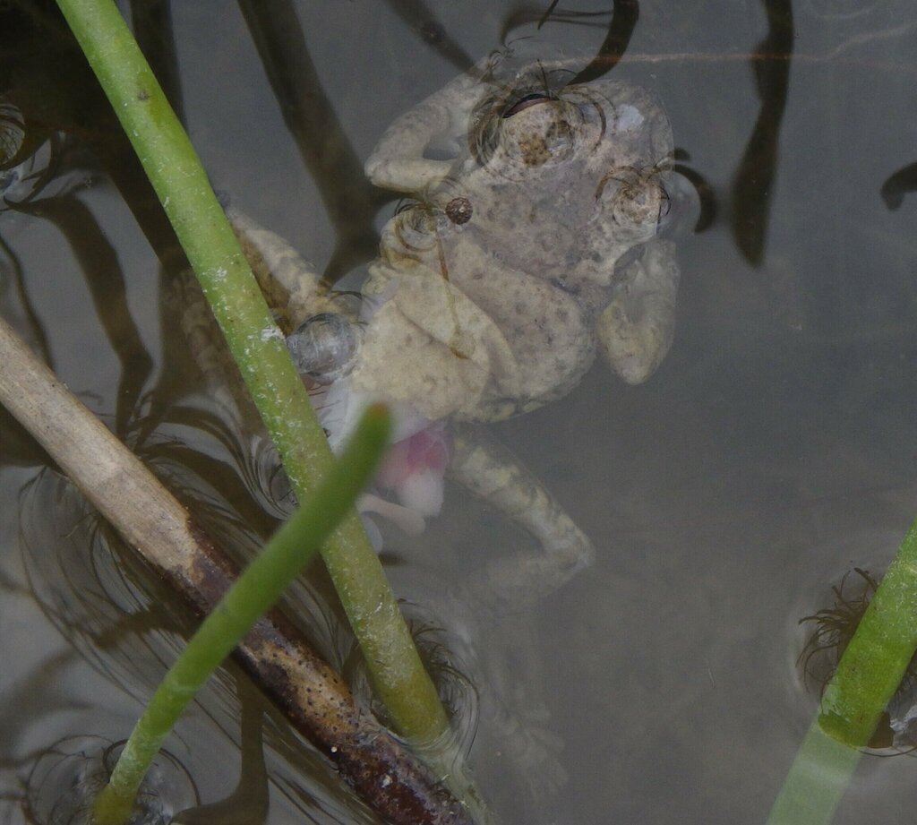 Cuban Tree Frog from Miami-Dade County, FL, USA on March 29, 2024 at 02 ...