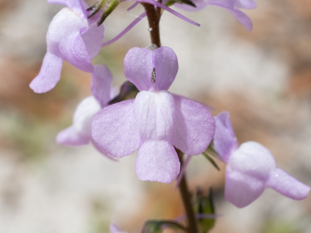 blue toadflax from Newberry, FL, USA on March 30, 2024 at 02:11 PM by ...