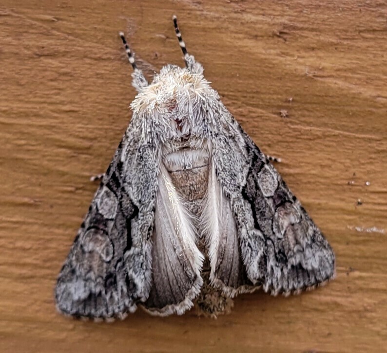 Distinct Quaker from Anne Arundel County, MD, USA on March 30, 2024 at 11:30 AM by Matthew ...