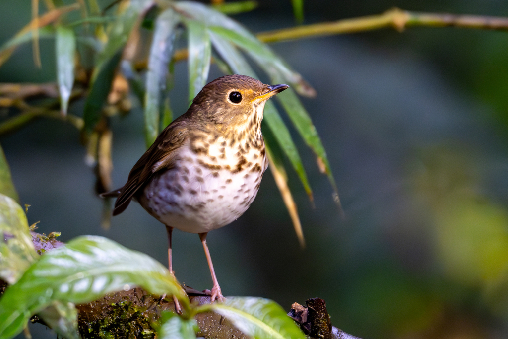 Swainson's Thrush from Quijos, Ecuador on March 13, 2024 at 06:51 AM by ...
