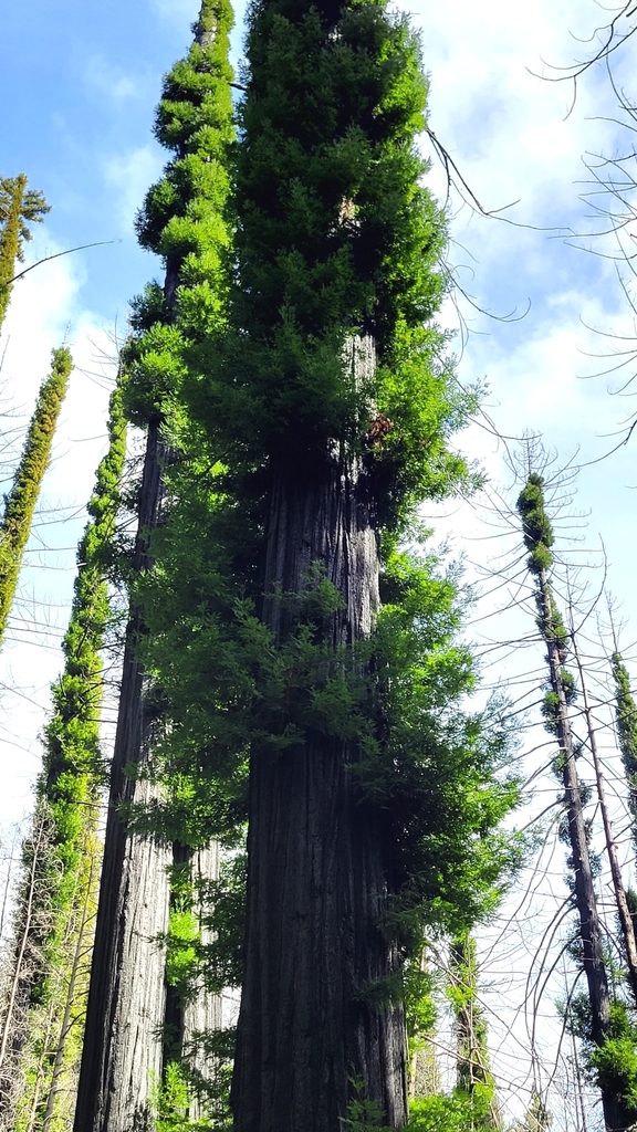 coast redwood from Boulder Creek, CA 95006, USA on March 28, 2024 at 03 ...