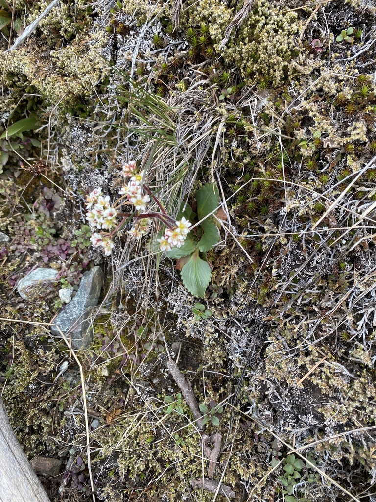Western Saxifrage from Squamish-Lillooet, BC, CA on March 30, 2024 at ...