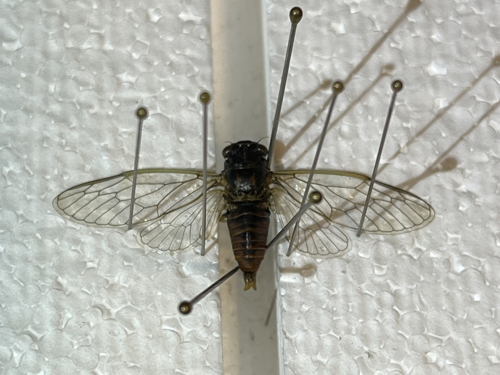 Beach Squeaker from K’gari (Fraser Island) Recreation Area, Eurong, QLD ...
