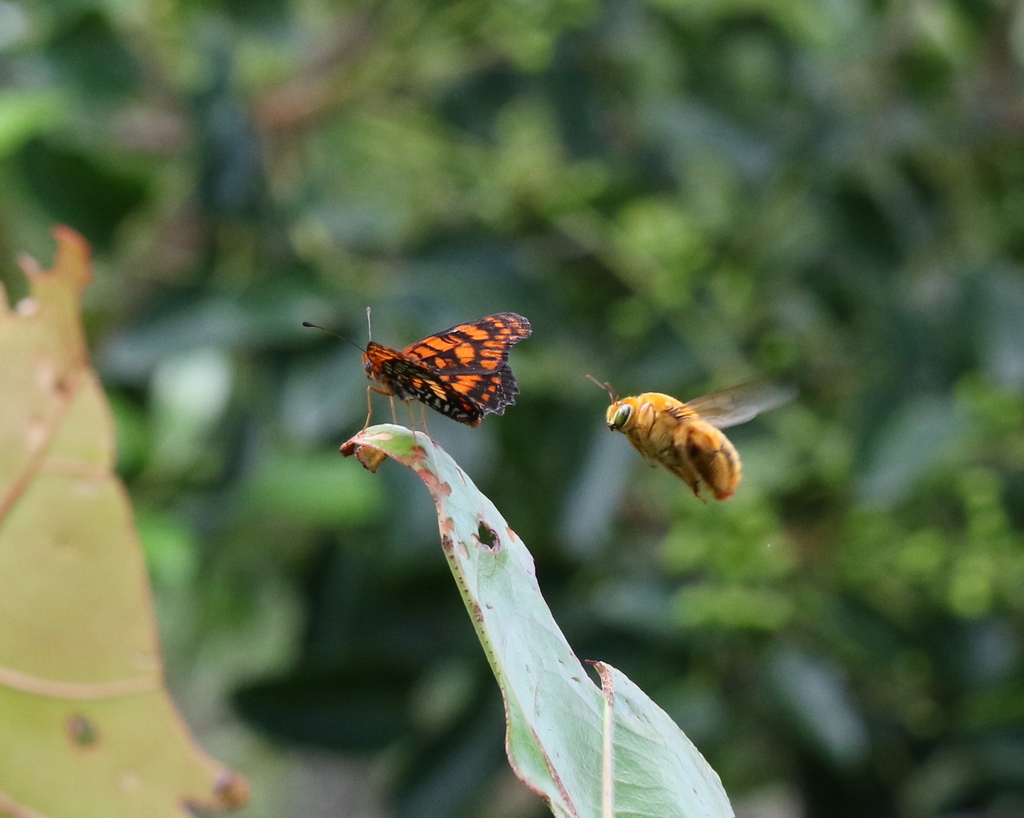 Puerto Rico Harlequin Butterfly from Terranova, Quebradillas 00678 ...