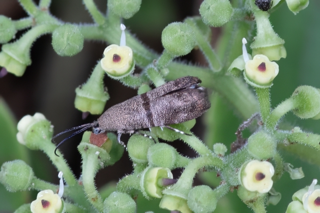 Phycodes minor in March 2024 by Sebastian K · iNaturalist