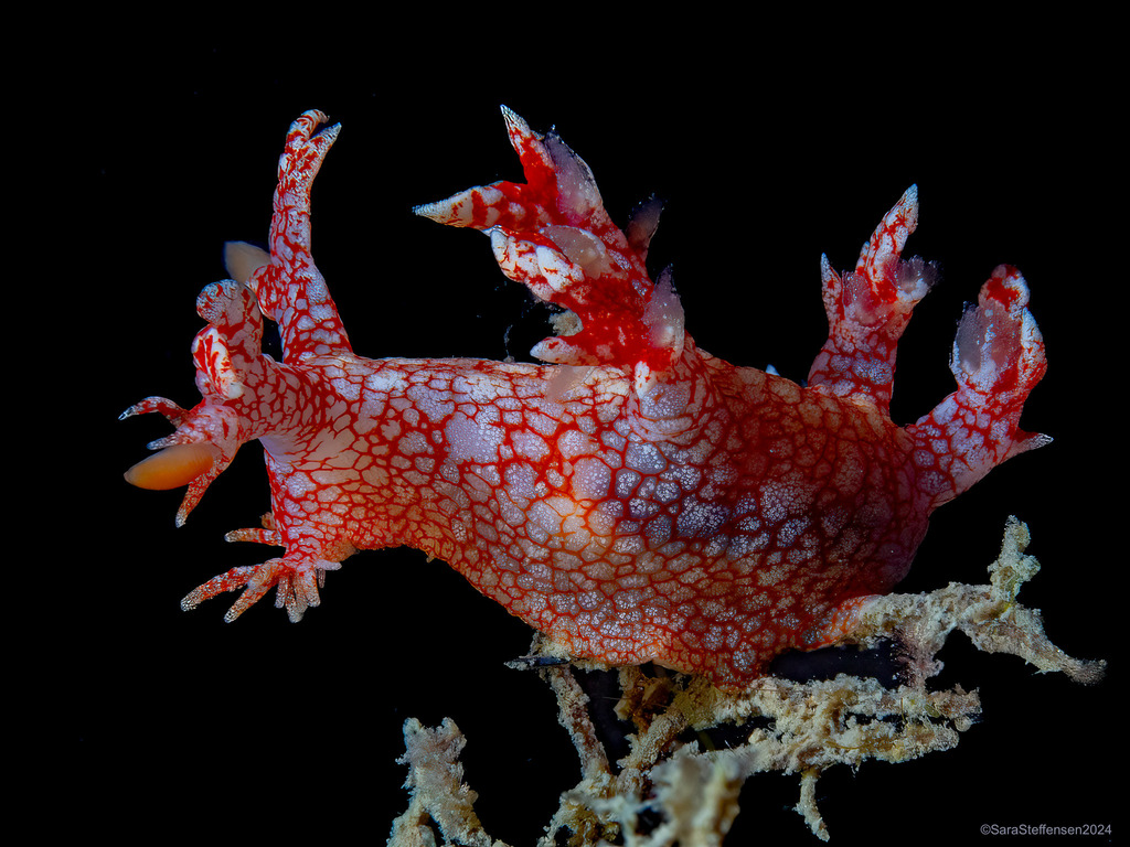 Bornella from Hantu Island, Singapore on March 29, 2024 at 06:58 PM by ...