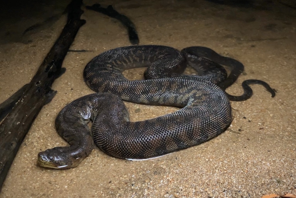 Arafura File Snake in January 2024 by aleckarcz · iNaturalist