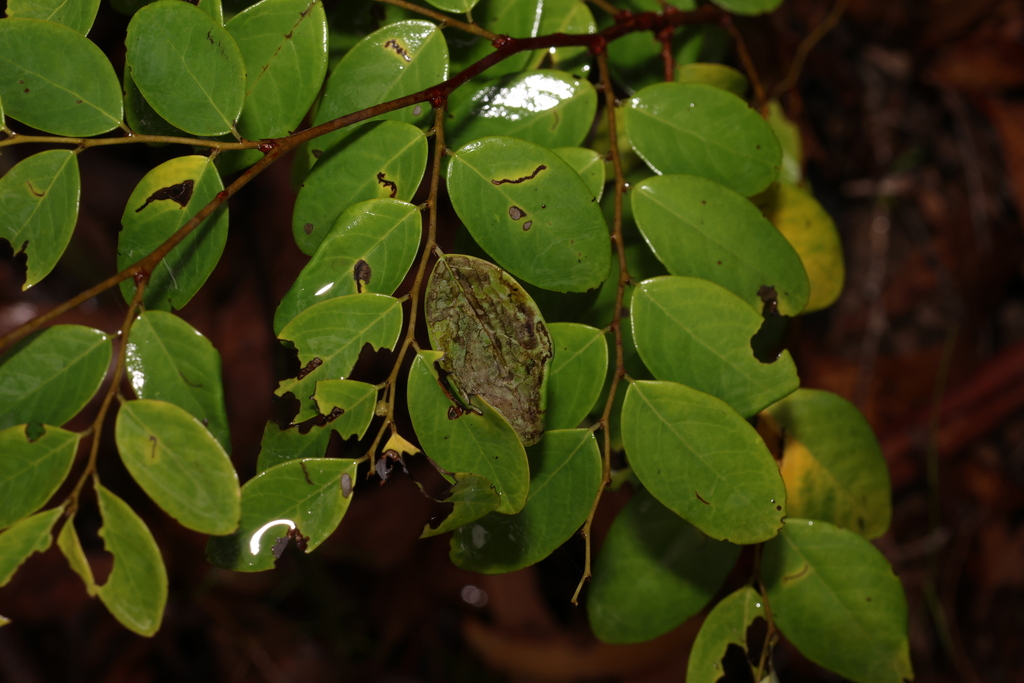 coffee bush from Belli Park QLD 4562, Australia on March 31, 2024 at 08 ...