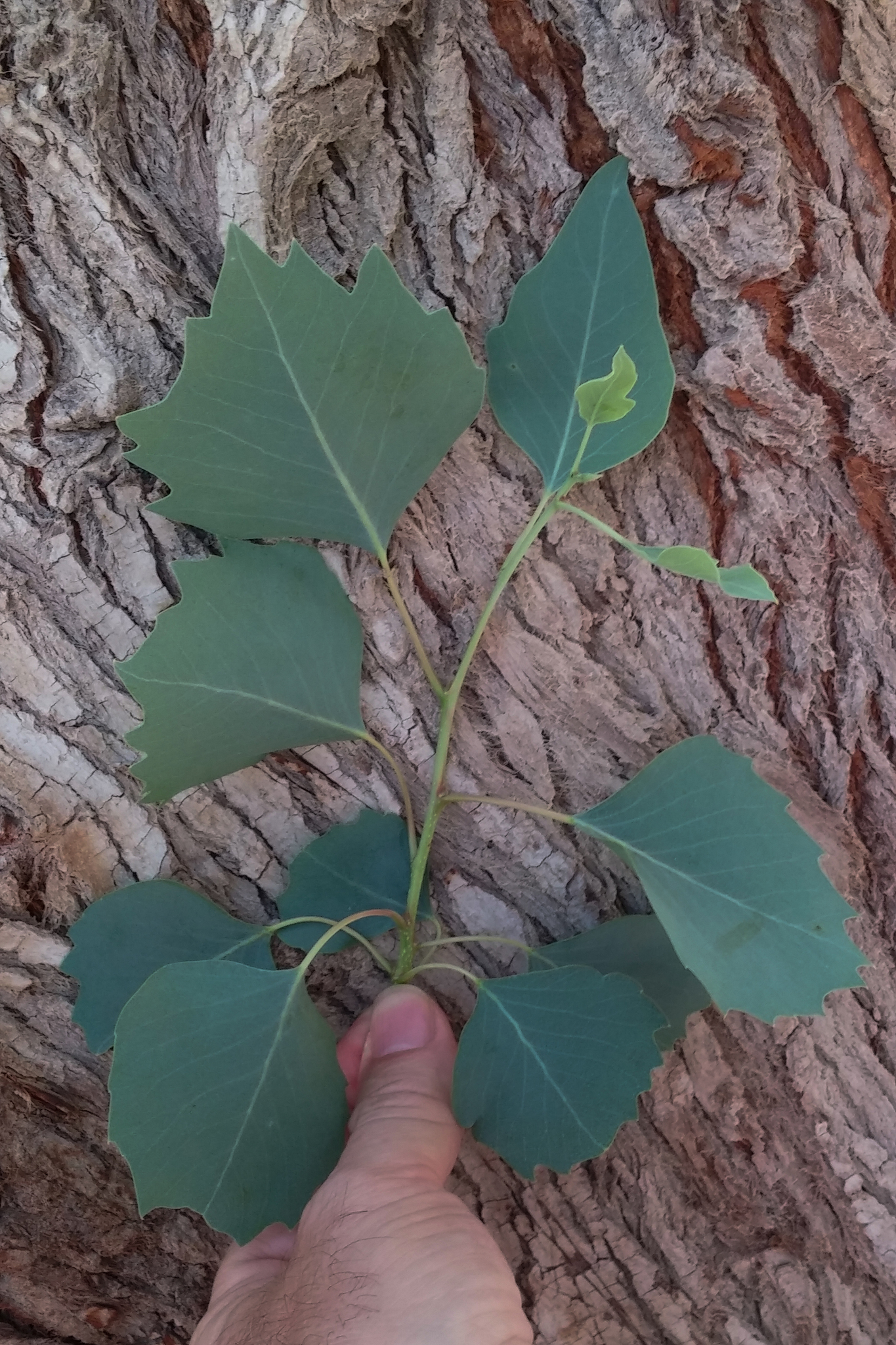 Populus euphratica Olivier