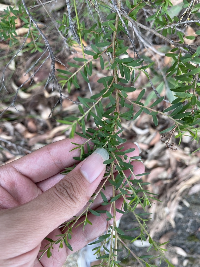 Tantoon in March 2024 by Alex Pintsen JIN · iNaturalist