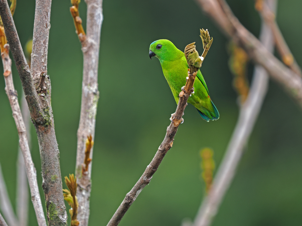 Blue-crowned Hanging-Parrot (Loriculus galgulus) - Avian Discovery