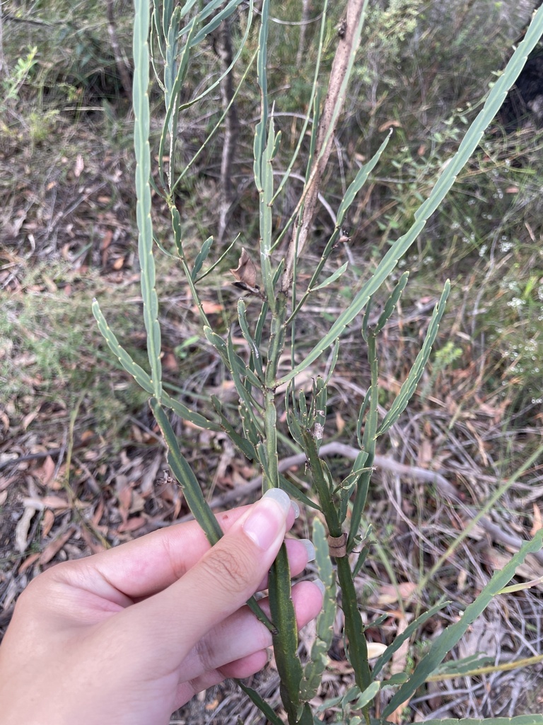 Bossiaea in March 2024 by Pintsen JIN · iNaturalist
