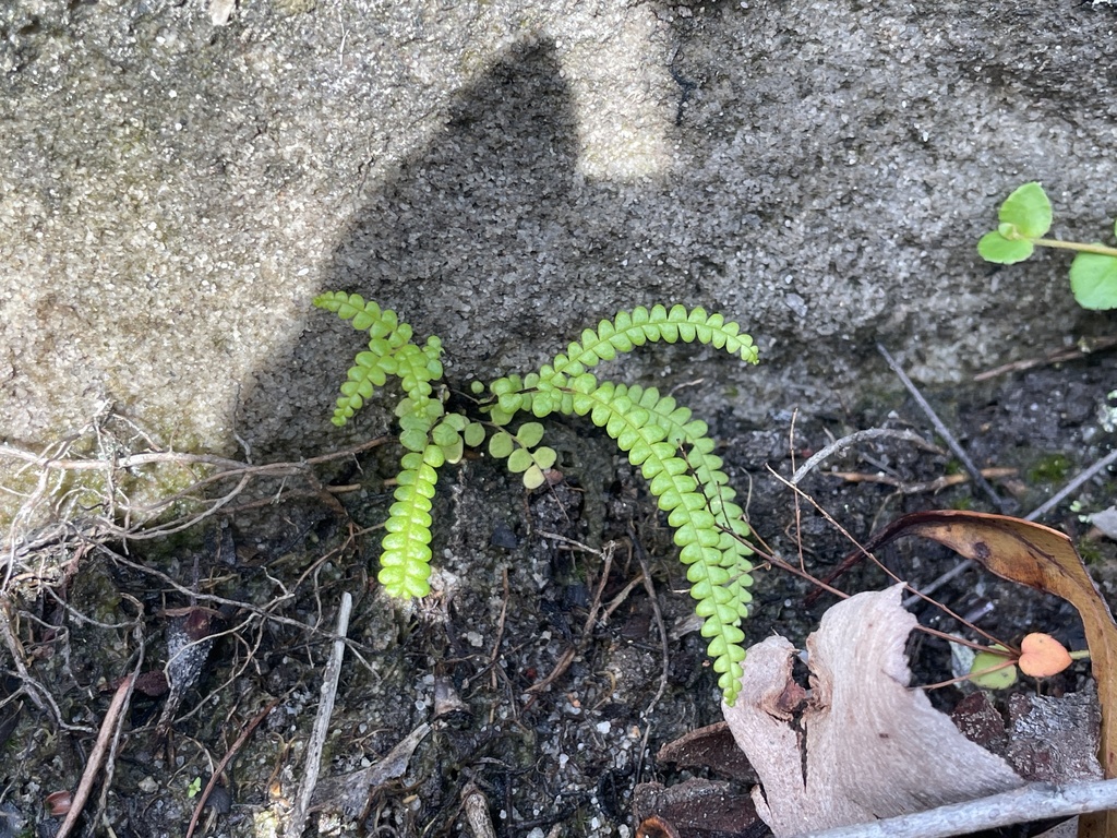 scrambling coral-fern in March 2024 by Pintsen JIN · iNaturalist