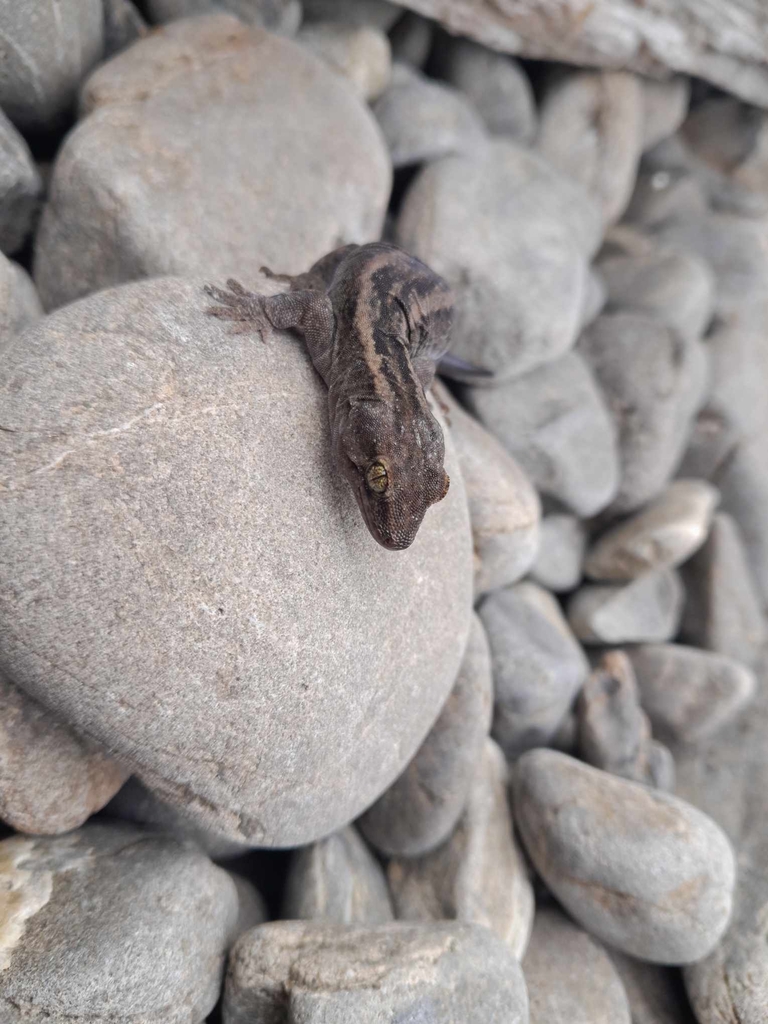 New Zealand Brown Geckos in March 2024 by toni_t · iNaturalist