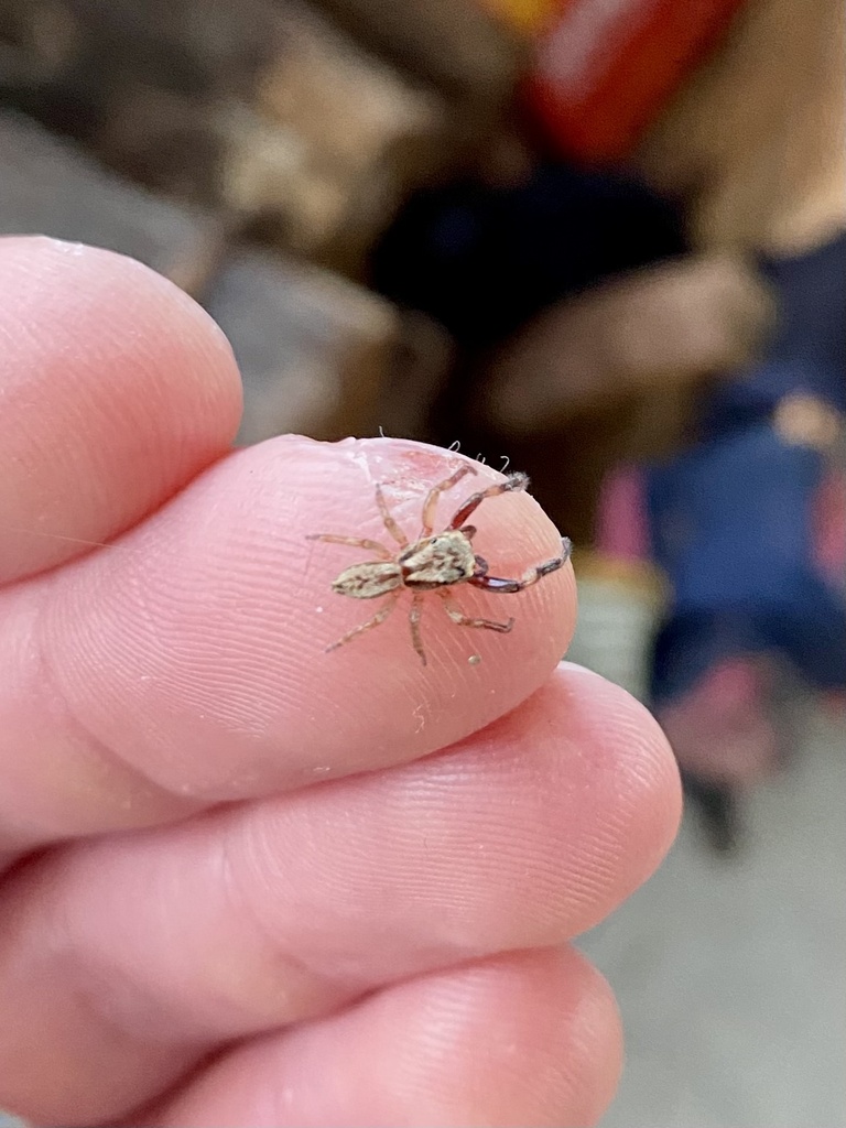Golden-brown Jumping Spider from North Island / Te Ika-a-Māui, Tīnui ...