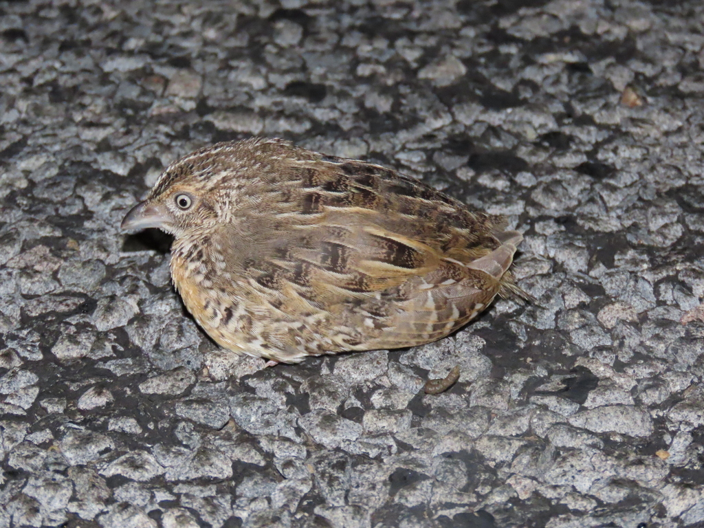 Buttonquail from Porcupine QLD 4821, Australia on March 12, 2024 at 09: ...