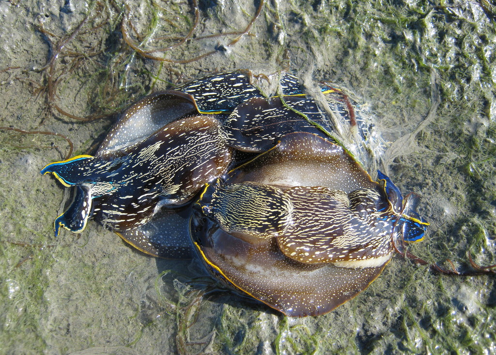 California Aglaja from Morro Bay, San Luis Obispo County, CA on May 8 ...