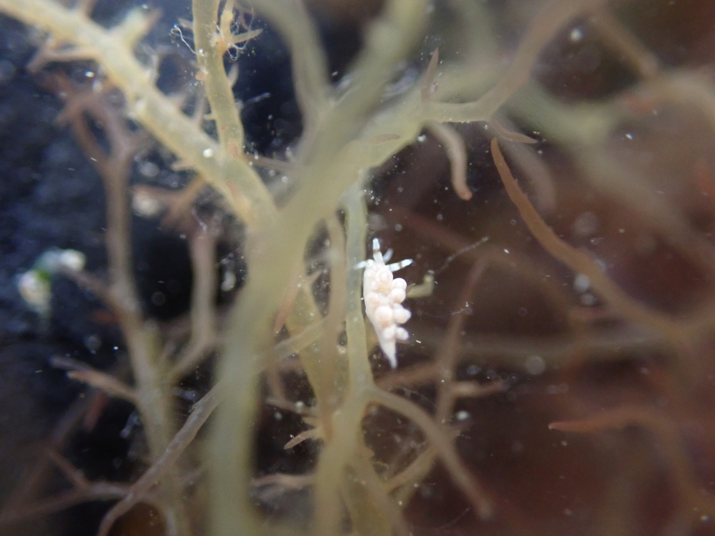 Eubranchus from Bass Coast Bal, AU-VI, AU on March 29, 2024 by Nicole ...
