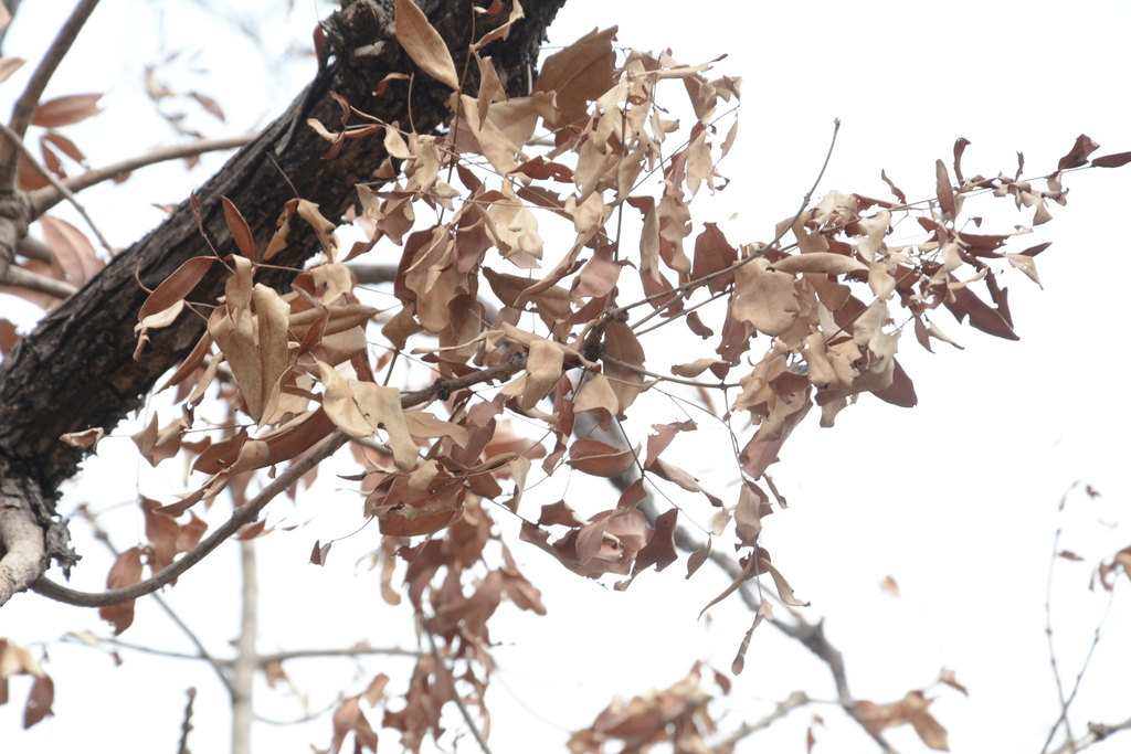 Lendia in March 2024 by Siddarth Machado · iNaturalist