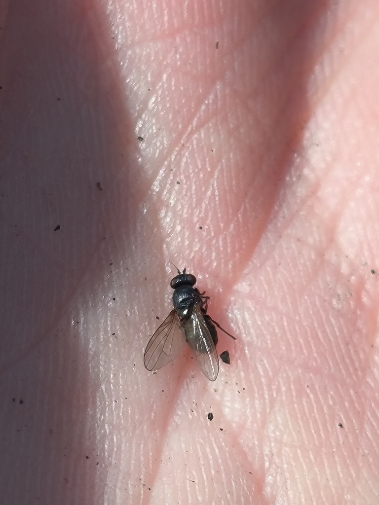 Acalyptrate Flies from Uyskiy rayon, Chelyabinsk, Russia on March 30 ...
