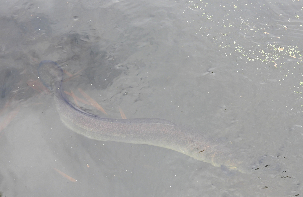 Australian Long-finned Eel from Mount Coot-tha Botanic Gardens, 152 ...