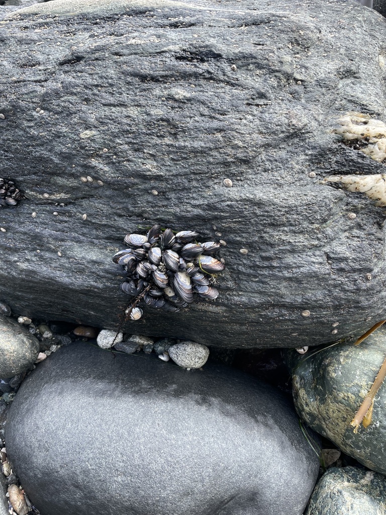 California Mussel from North Pacific Ocean, CA, US on March 23, 2024 at ...