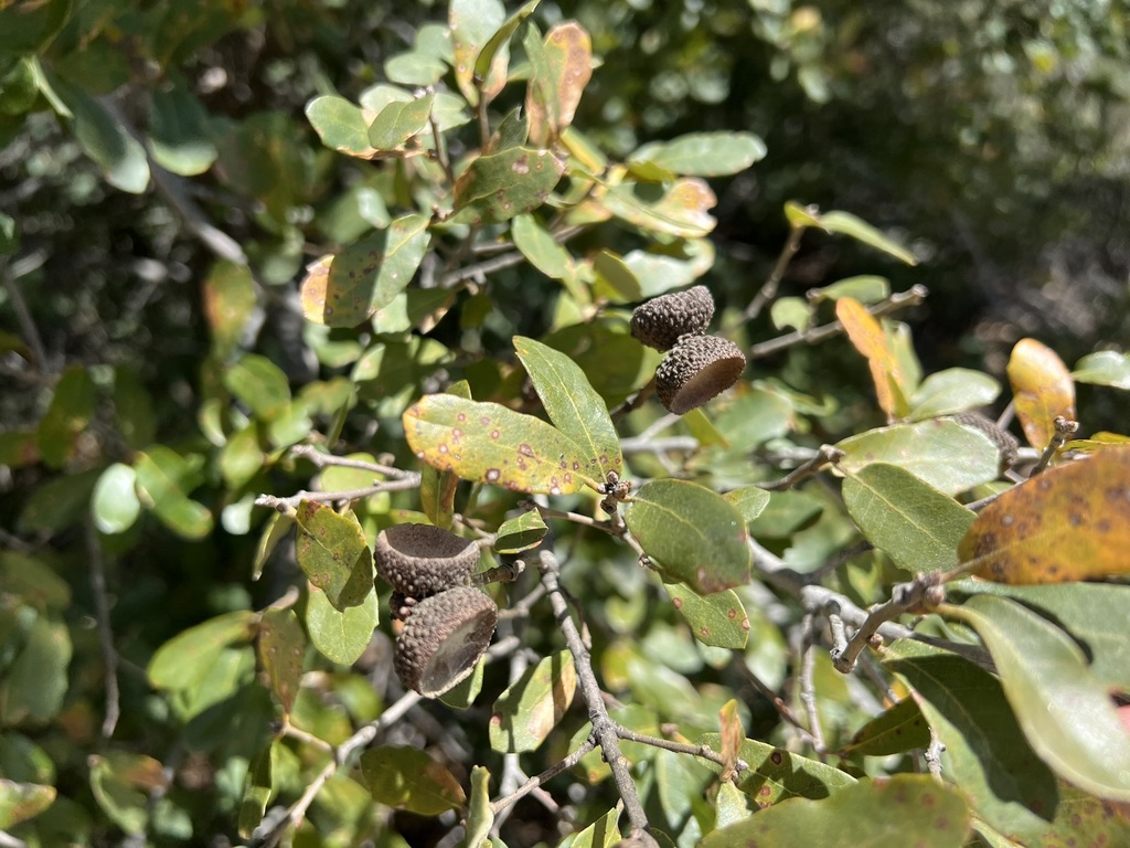 Torrey's Hybrid Oak from Descanso, CA, USA on March 29, 2024 at 12:43 ...