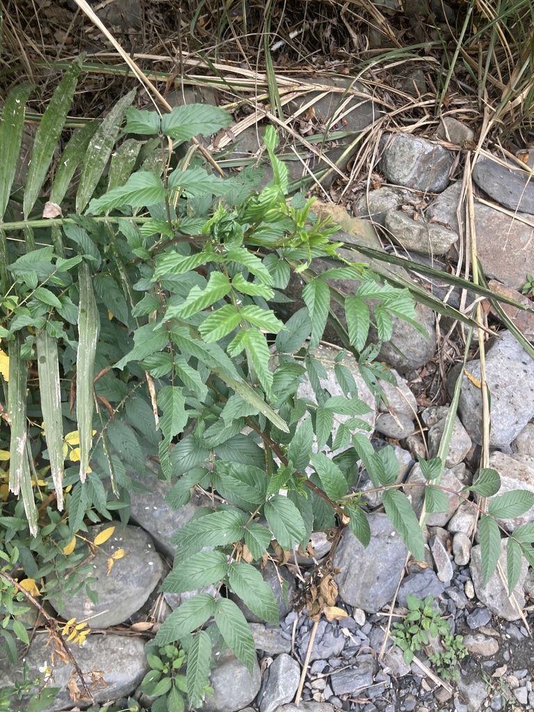 Rubus fraxinifolius from 臺灣島, 大同鄉, ILA, TW on March 31, 2024 at 02:47 ...