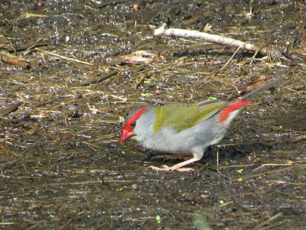 Red-browed Finch from Brisbane QLD, Australia on March 31, 2024 at 02: ...